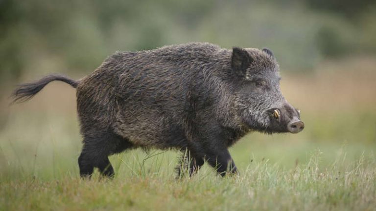 Javali mata caçador milionário que o feriu ao disparar a arma - Gazeta ...